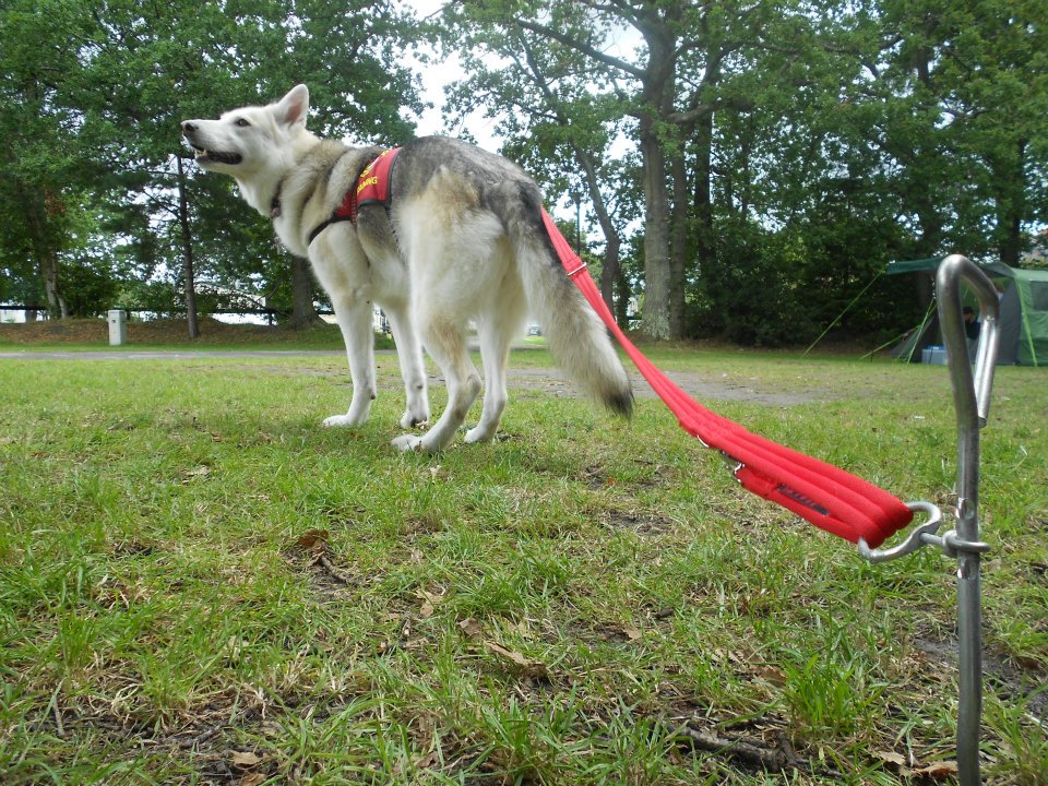 Things I’ve learned from camping ⛺ – Letti's Life