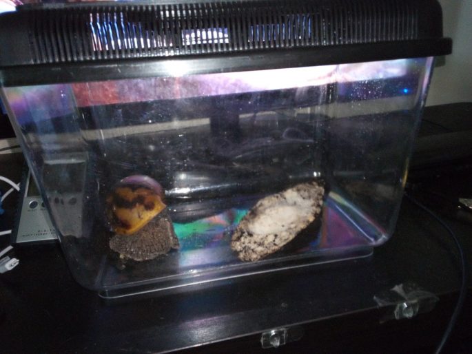 Setting up an IMPROVED Giant Land Snail tank - Letti's Life