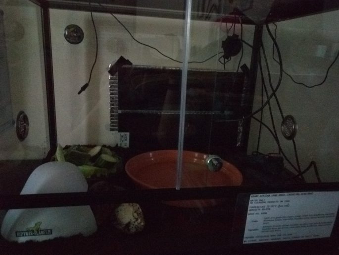 Setting up an IMPROVED Giant Land Snail tank – Letti's Life