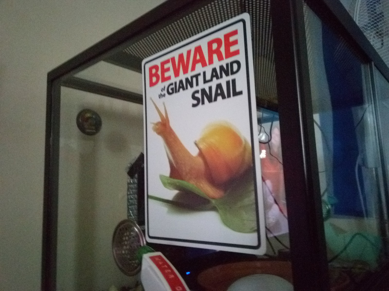 Setting up an IMPROVED Giant Land Snail tank – Letti's Life